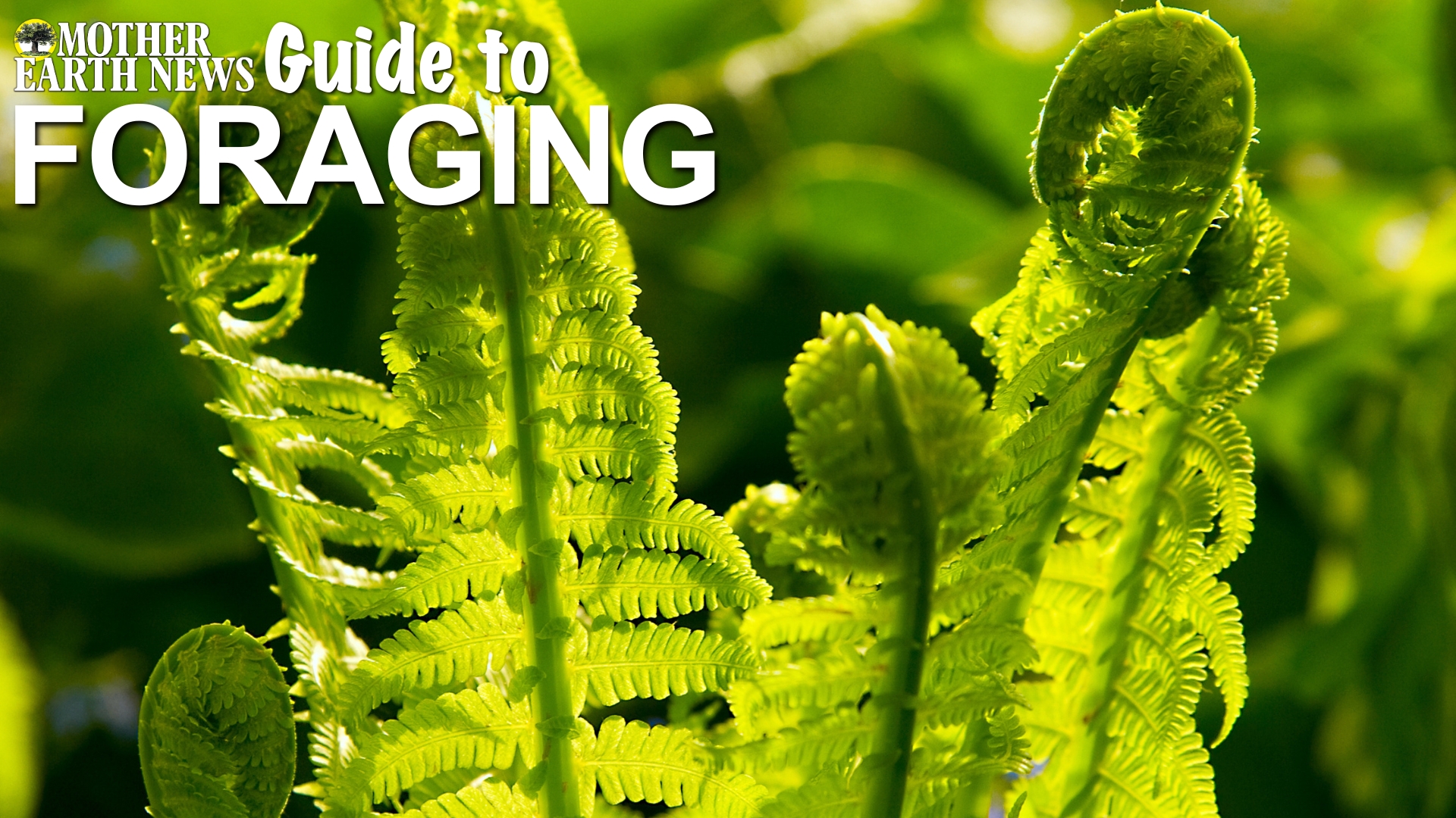 Mother Earth News Free Guide: Foraging